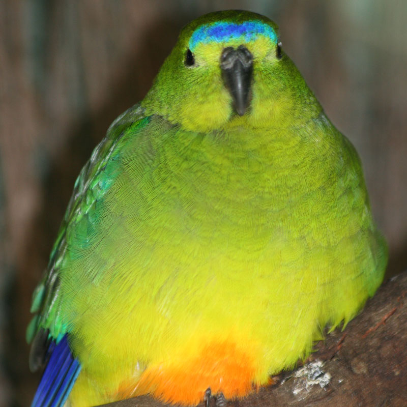 ORANGE BELLIED PARROT - RARES FOUNDATION